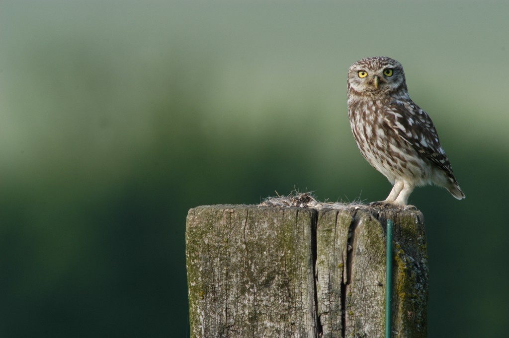 Chouette chevêche - Ligue Royale Belge pour la Protection des Oiseaux