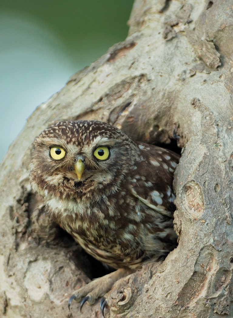 Chouette chevêche – Ligue Royale Belge pour la Protection des Oiseaux
