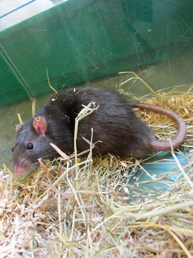 rat-768x1024 – Ligue Royale Belge pour la Protection des Oiseaux