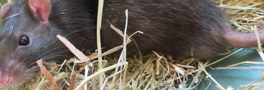 une-_rat-1024x350 - Ligue Royale Belge pour la Protection des Oiseaux