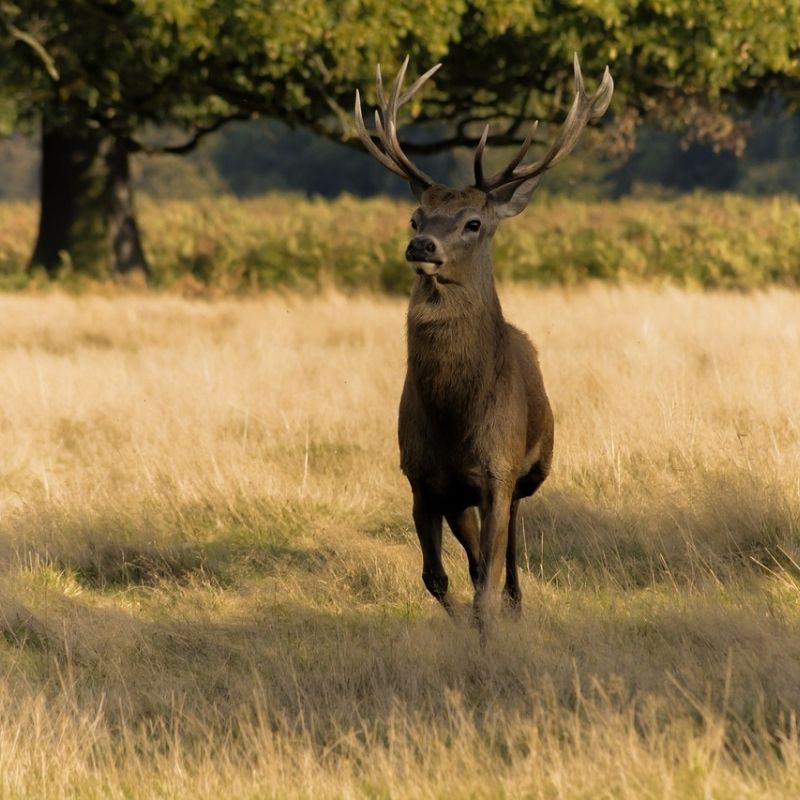 cerf sdc - Ligue Royale Belge pour la Protection des Oiseaux