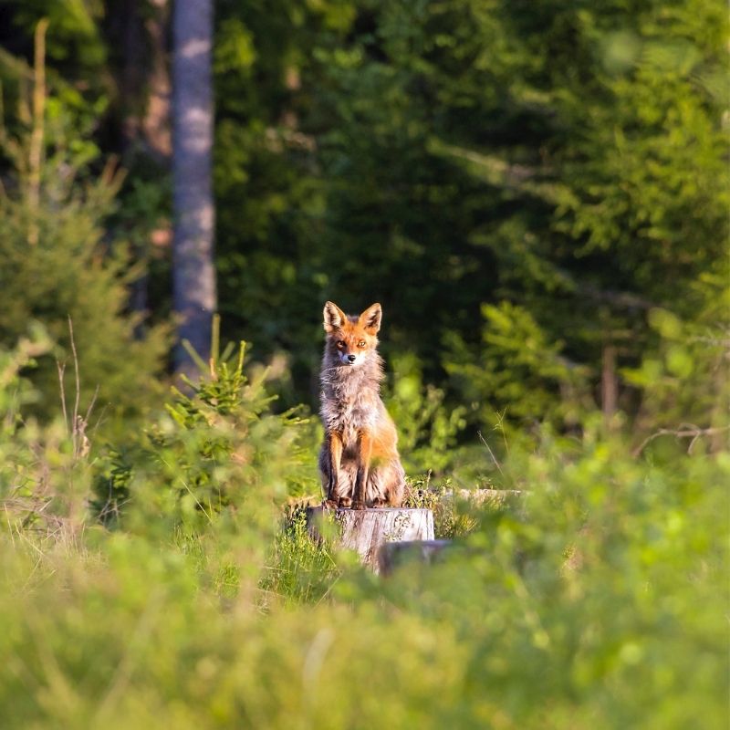 L’illogique chasse au renard ! – Ligue Royale Belge pour la Protection ...