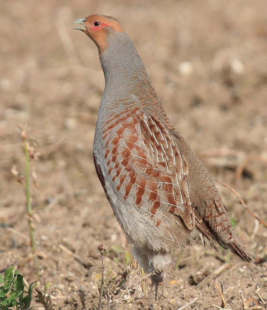 La Perdrix grise - Ligue Royale Belge pour la Protection des Oiseaux