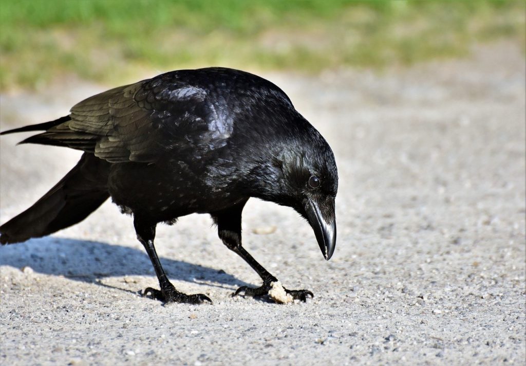 Les corbeaux et les perroquets : des grands singes à plumes – Ligue ...