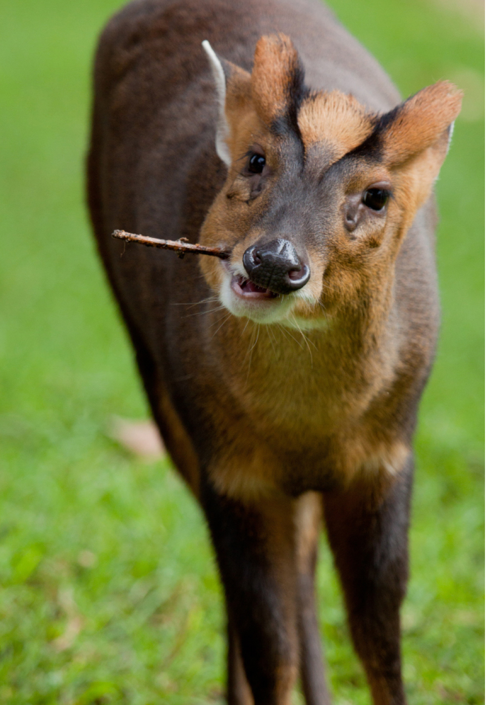 Le Muntjac de Chine - Ligue Royale Belge pour la Protection des Oiseaux