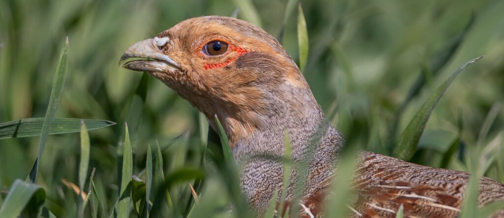 Revue L’Homme et l’Oiseau – La Perdrix en grand danger – 4/2022 – Ligue ...