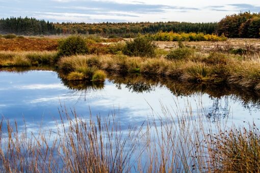 Journée mondiale des zones humides - Ligue Royale Belge pour la ...