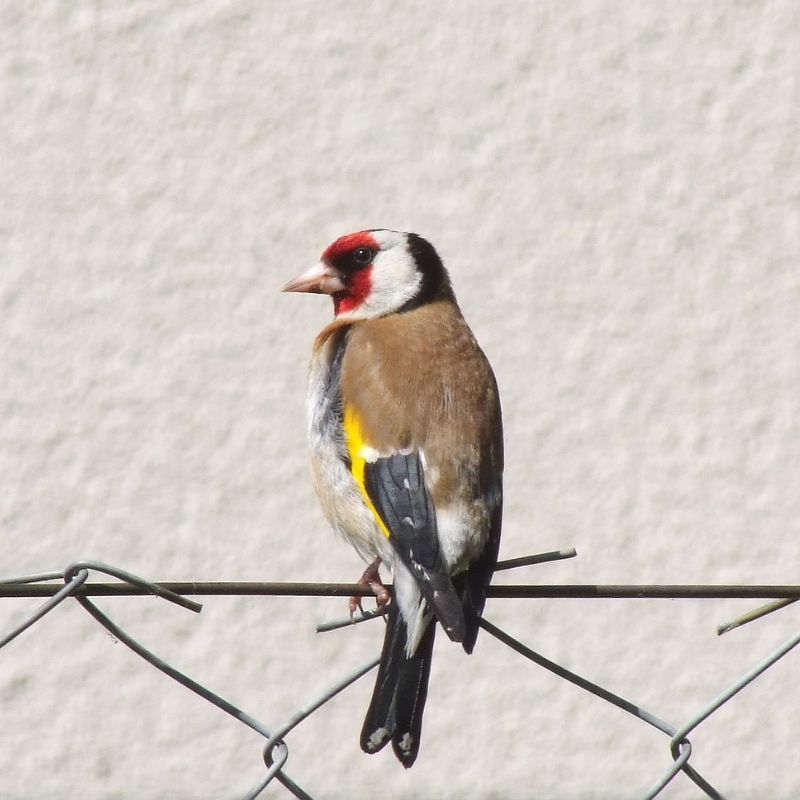 Braconnage d’oiseaux en plein Bruxelles – Ligue Royale Belge pour la ...